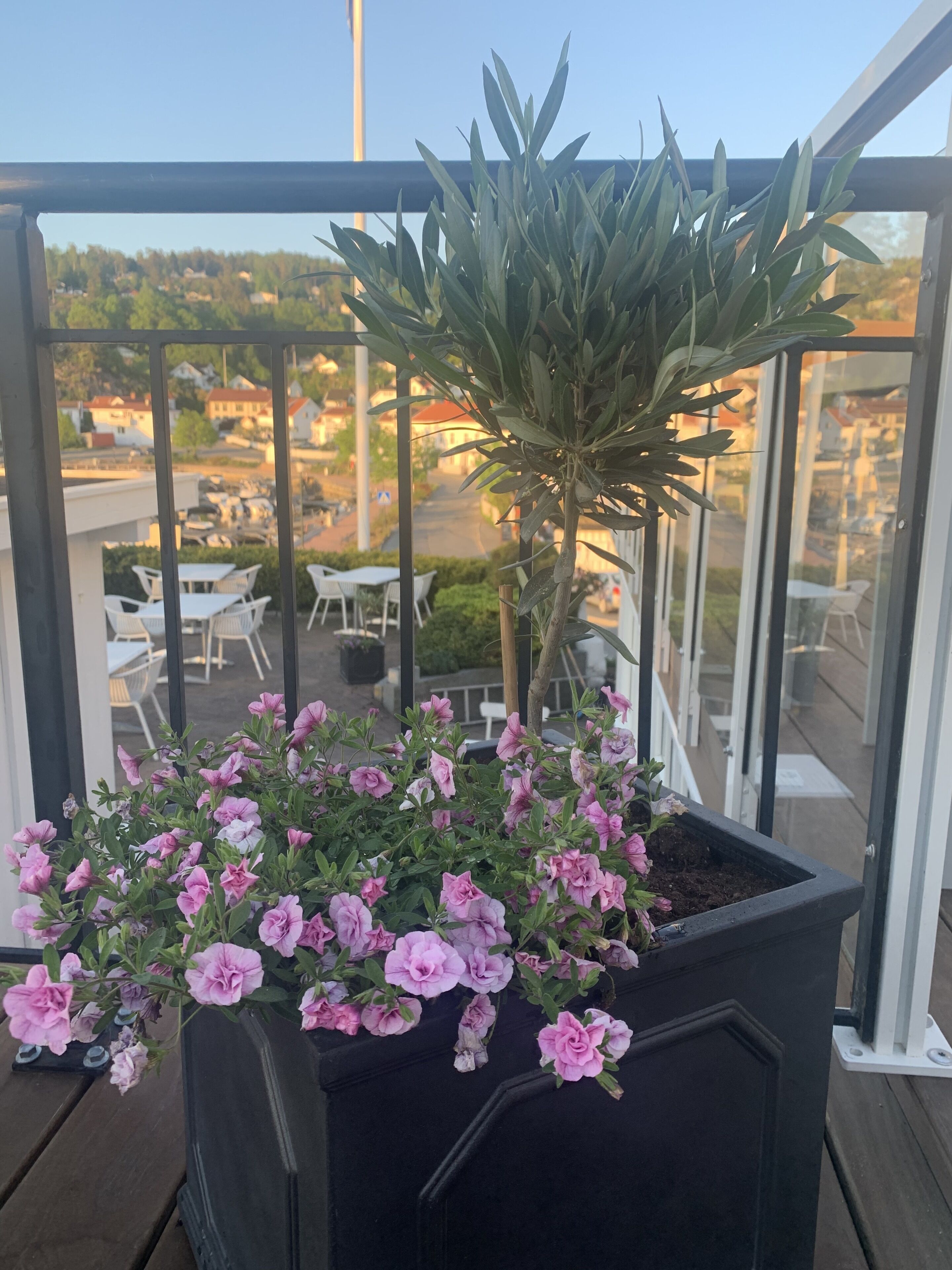 Varanda com planta em vaso e flores, com vista para uma rua com edifícios e céu claro.