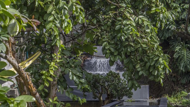 Um jardim tranquilo com um elemento aquático, rodeado por vegetação exuberante.