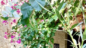 Uma planta em vaso com flores roxas numa parede de pedra, um corrimão de metal e uma porta com uma placa que diz 'SU'.