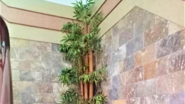 Canto com uma planta de bambu vertical encostada a uma parede de pedra.