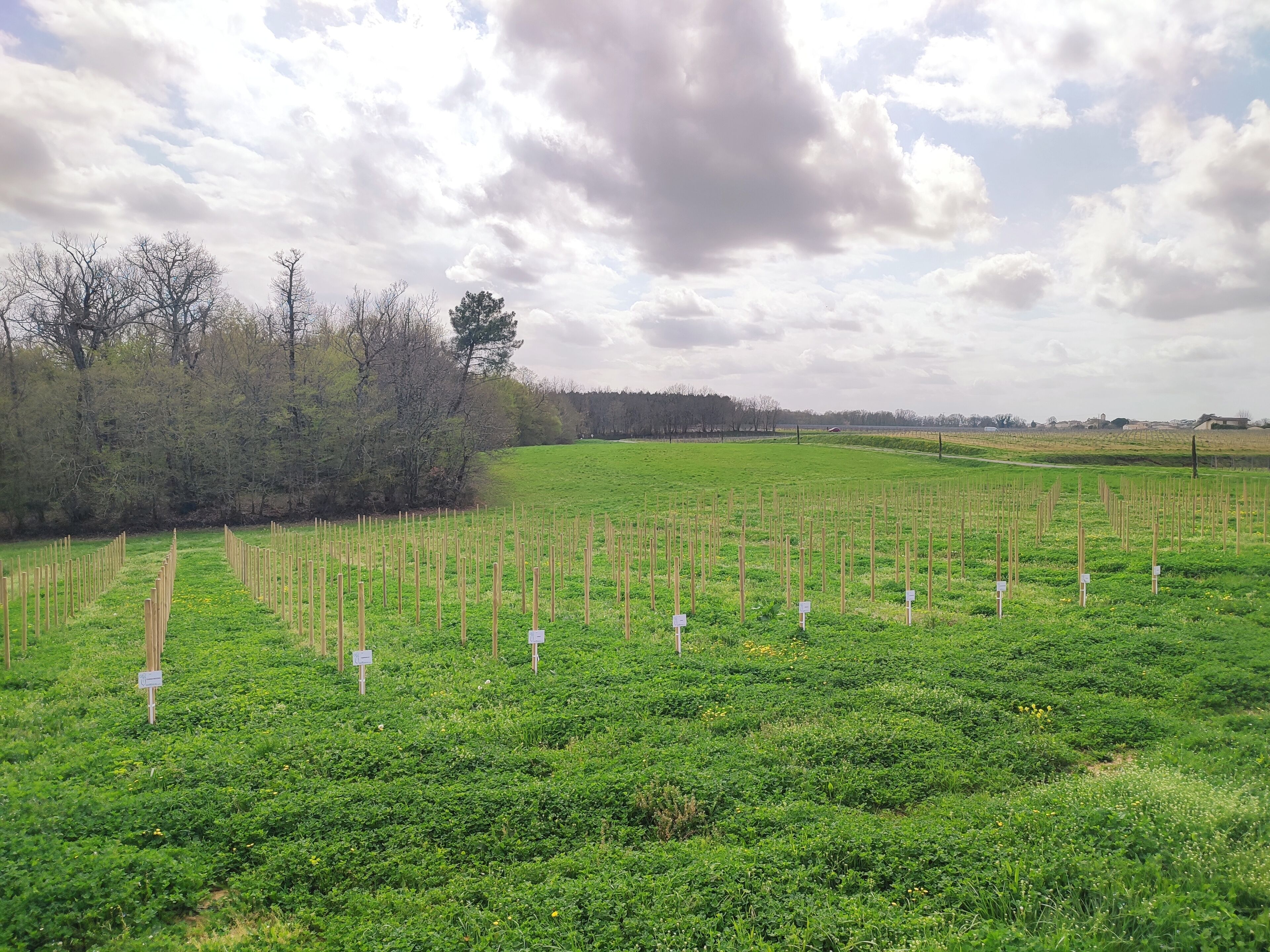 Um campo com fileiras de plantas jovens sustentadas por estacas de madeira, rodeado por árvores e um céu nublado.
