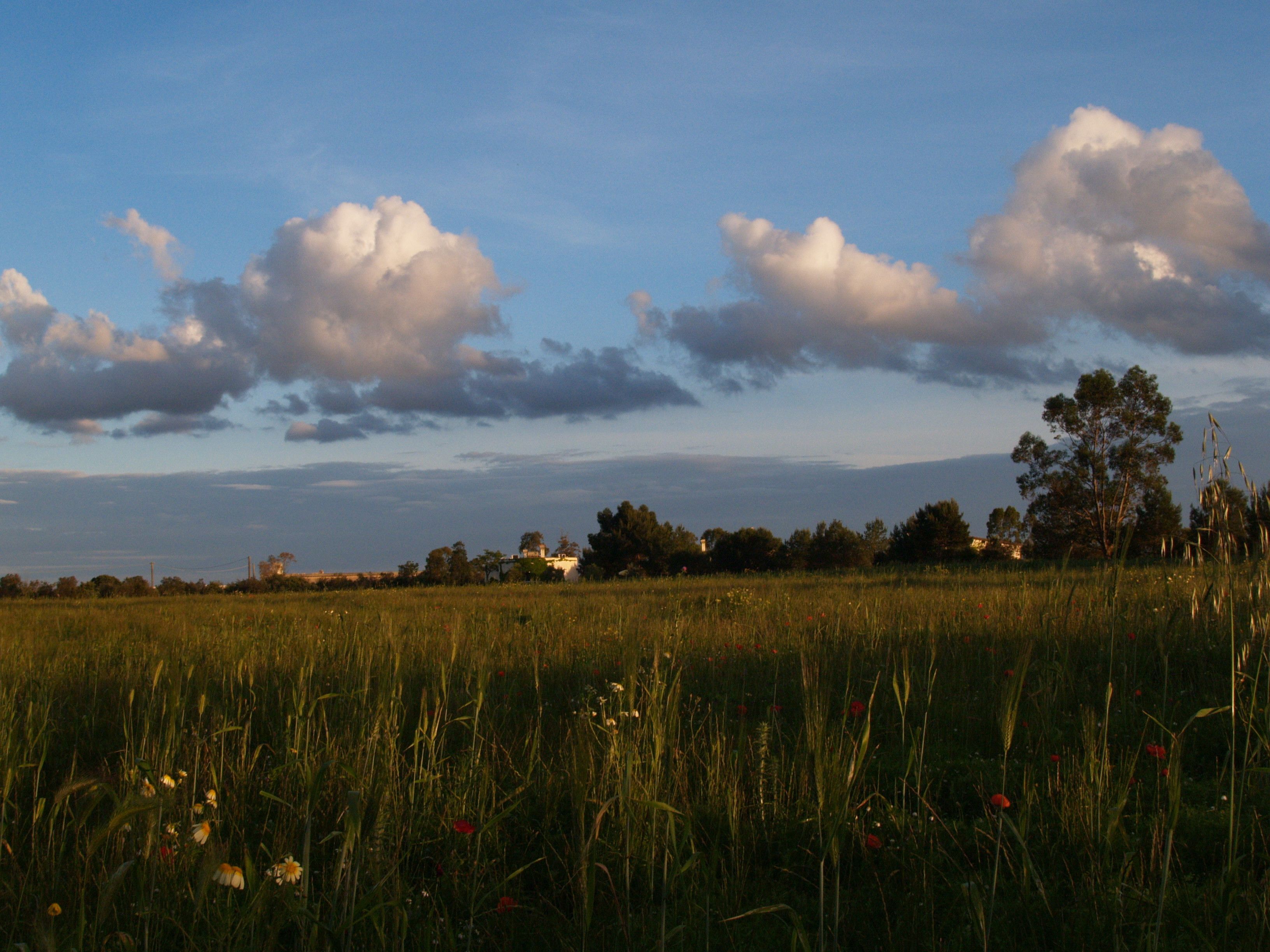 Um campo com grama alta e flores silvestres, céu claro com nuvens e um prédio ao longe.