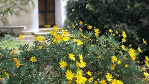 Um jardim com flores amarelas em frente a um edifício com porta de madeira e degraus.