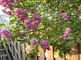 Jardim