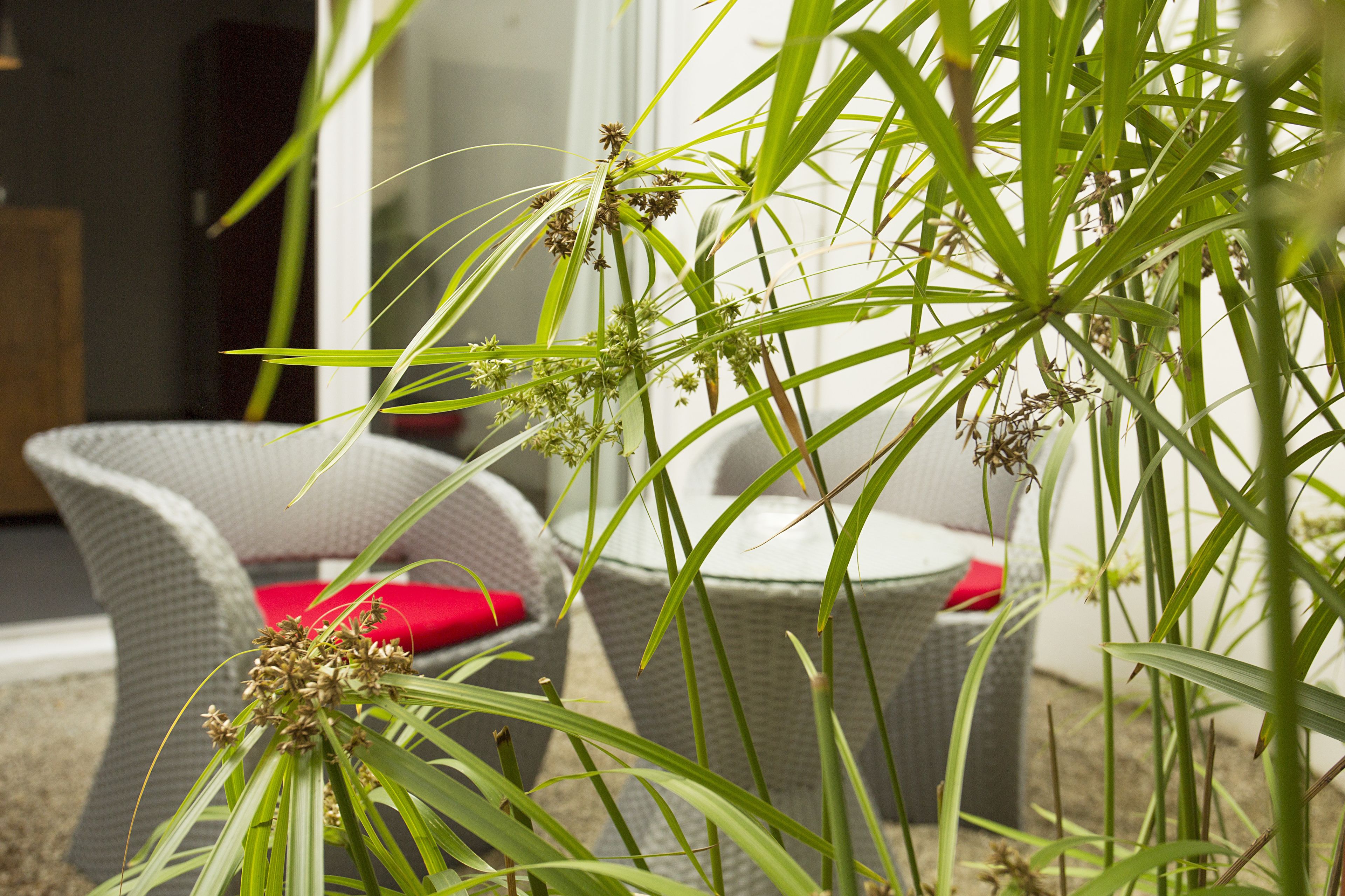 Uma cadeira de vime com almofada vermelha numa área externa ensolarada.