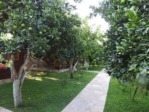 Um caminho de jardim ladeado por árvores com frutos verdes, que conduz a uma construção de madeira com base de pedra.