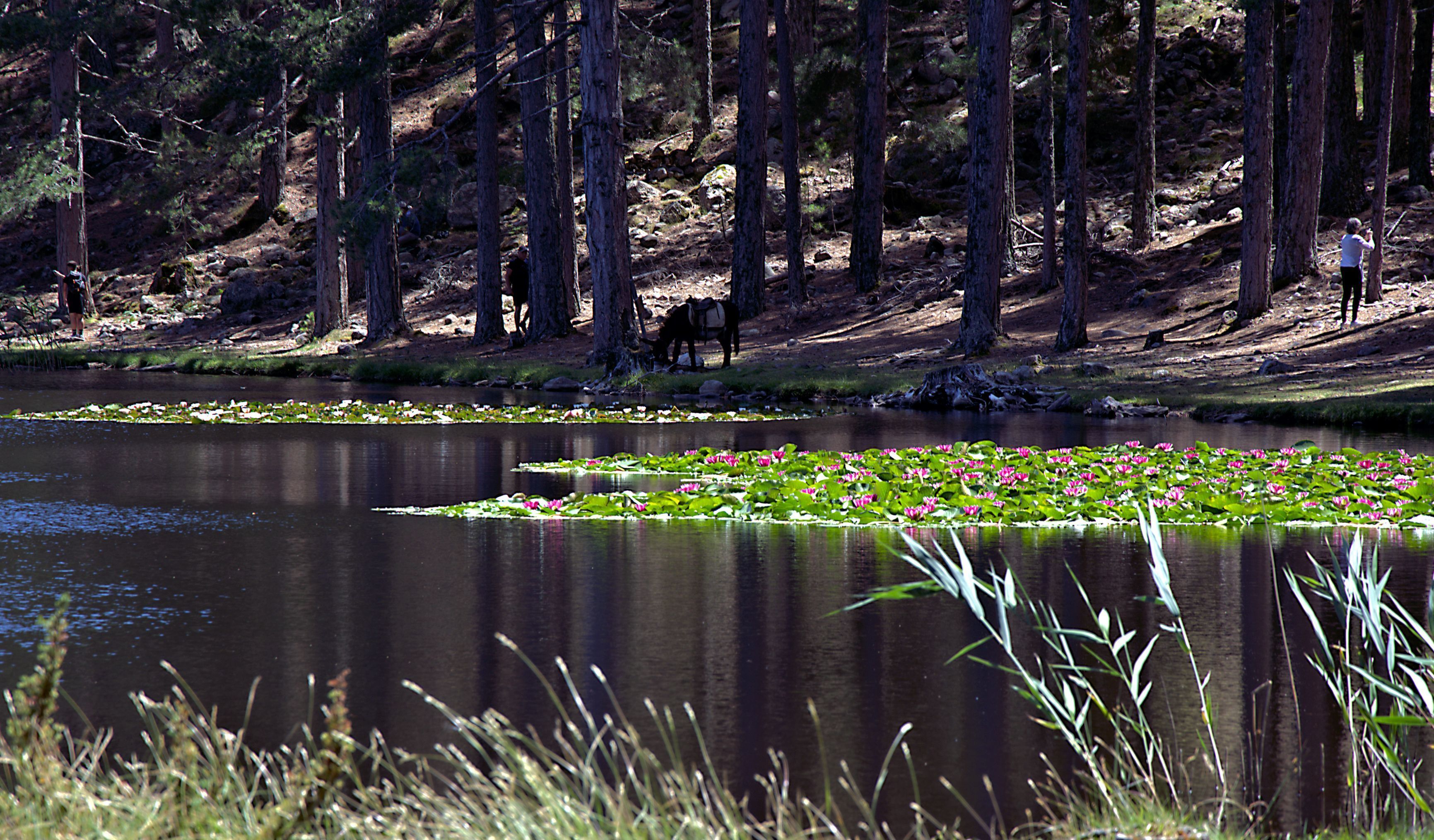 Cenário tranquilo à beira do lago, com um cavalo e cavaleiro, rodeado por árvores altas e foles d'água.