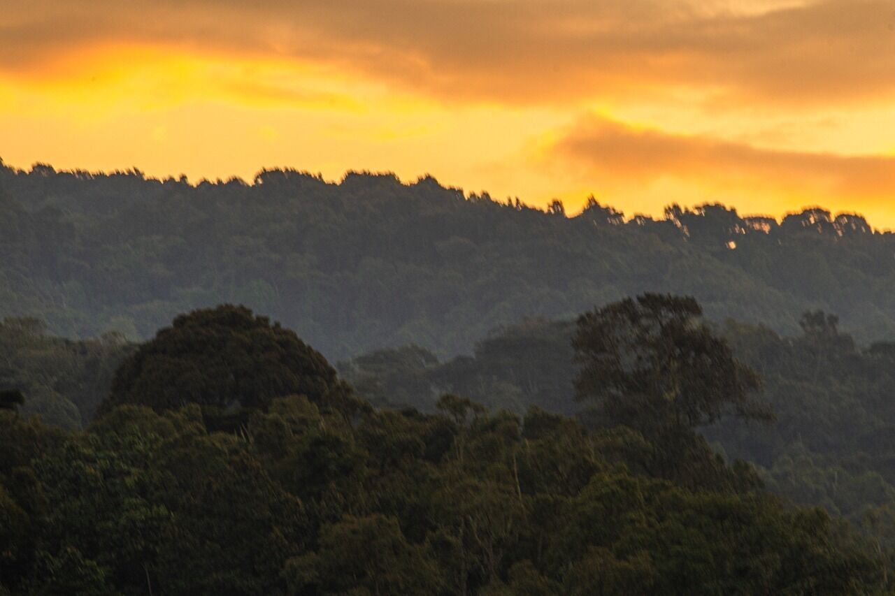 Um lado de colina coberto por floresta, com um pôr do sol ao fundo.