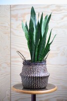 Uma planta em vaso com folhas verdes compridas numa cesta trançada sobre uma mesa redonda de madeira.