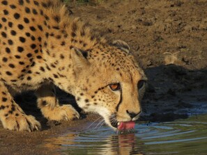 Observação de animais