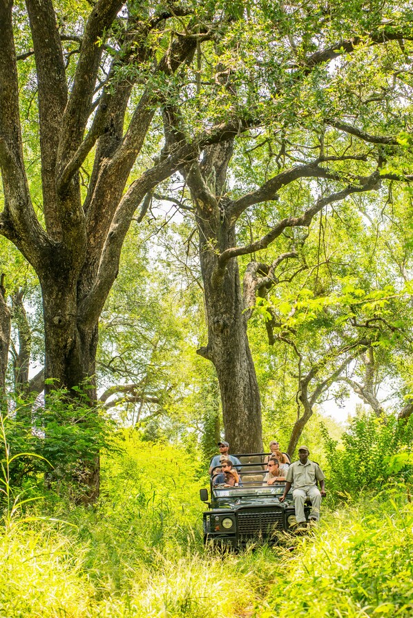 Passeios para observação de animais