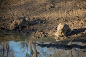 Observação de animais
