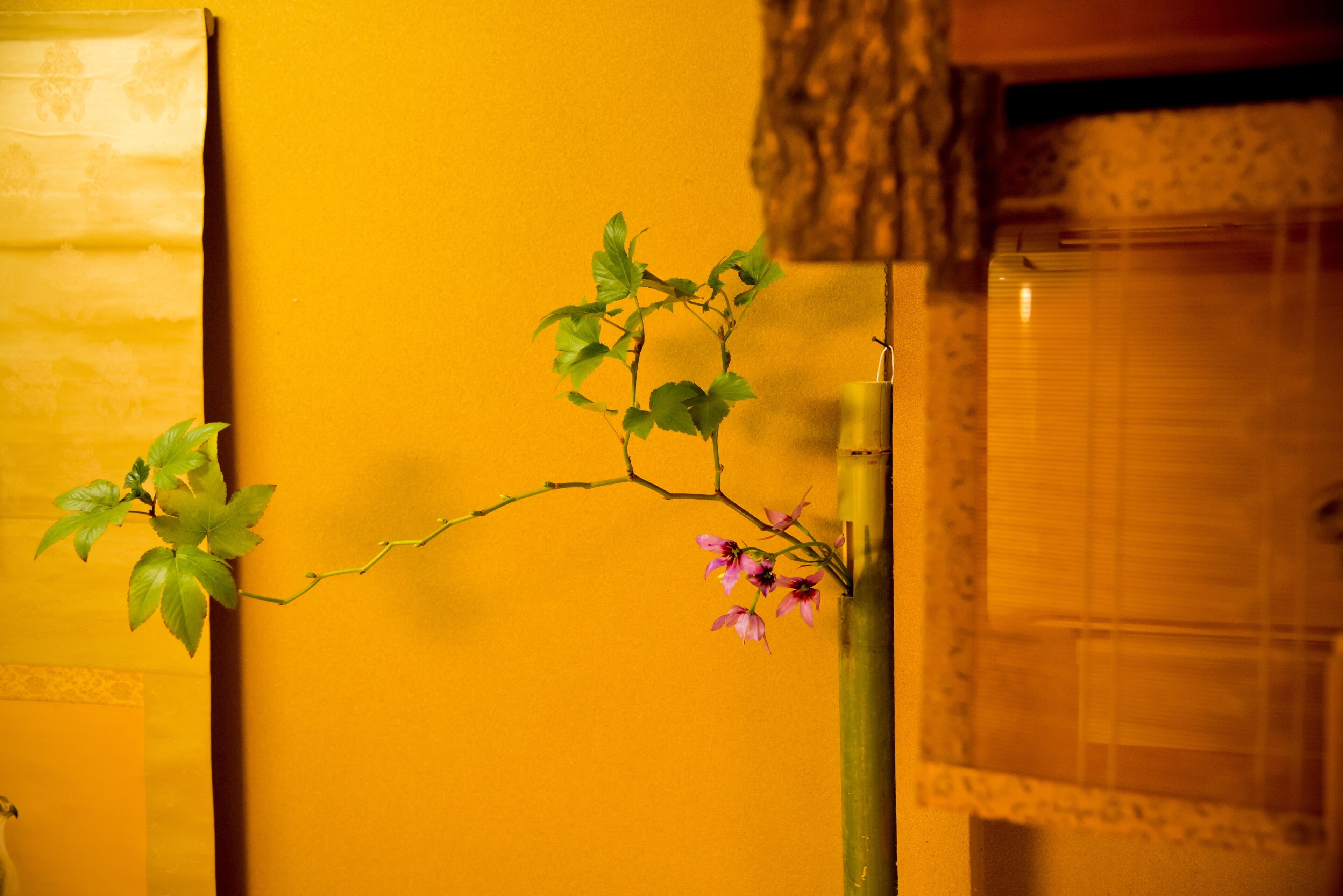 Uma planta com folhas verdes e flores cor-de-rosa em frente a uma parede amarela.