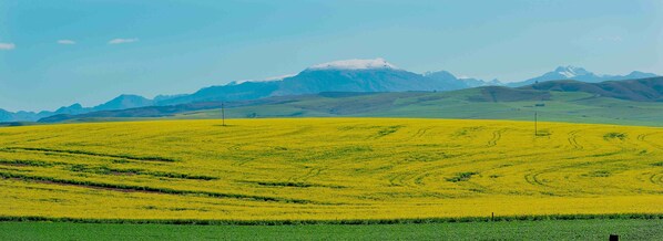 Um vasto campo de flores amarelas, com uma cordilheira ao fundo.