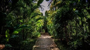 Uma trilha pavimentada ladeada por folhagem tropical densa.