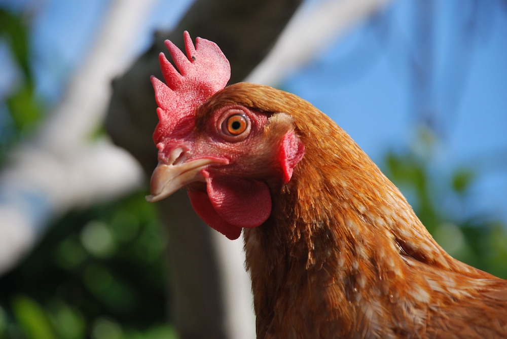 La Tinassara - Lazise