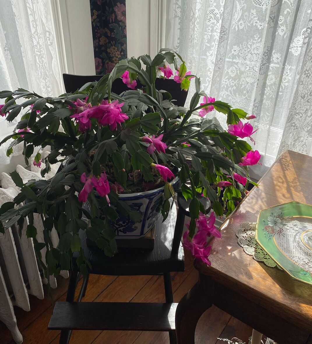 Uma planta em vaso com flores cor-de-rosa sobre uma cadeira de madeira.