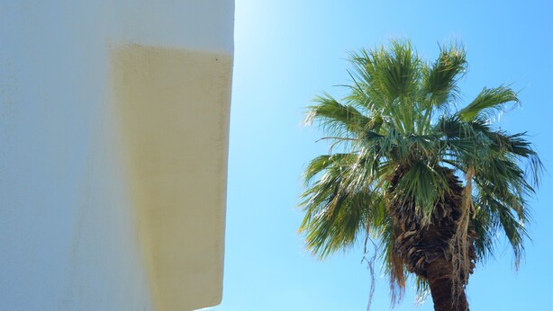 Uma palmeira contra um céu límpido, com um edifício branco visível em parte.