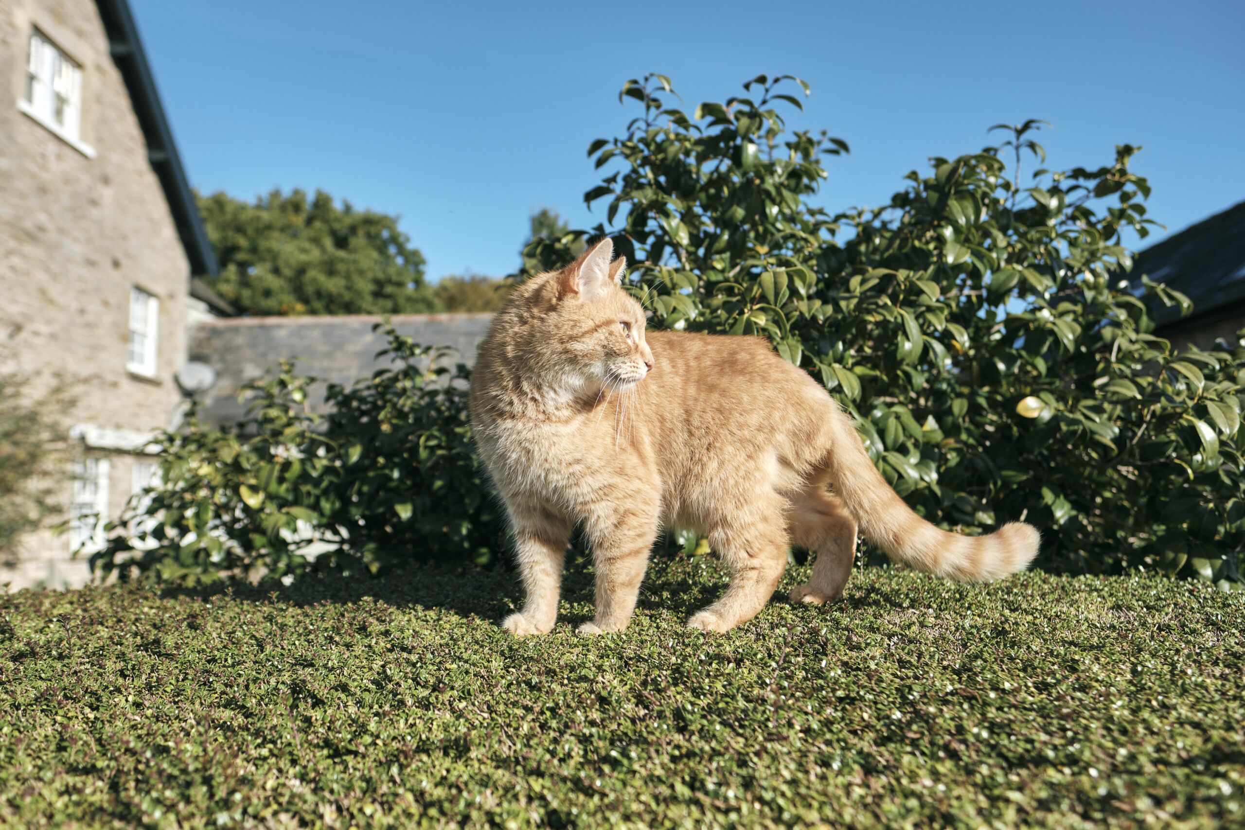 Um gato em um gramado bem cuidado, com um edifício de pedra e vegetação exuberante ao fundo.