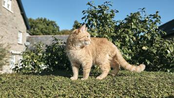 Um gato em um gramado bem cuidado, com um edifício de pedra e vegetação exuberante ao fundo.