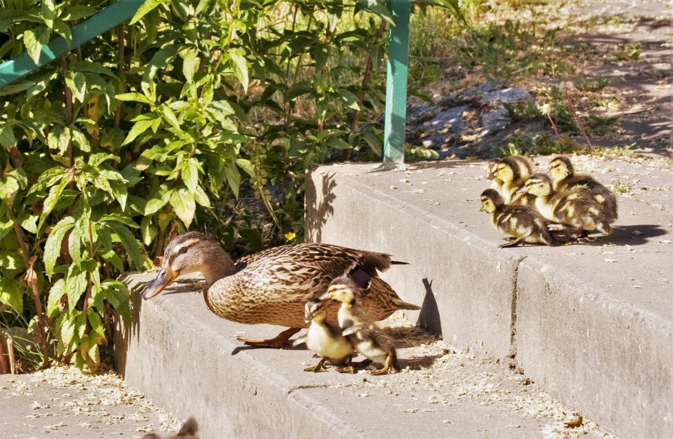 Pato com seus filhotes em um parapeito de concreto rodeado por vegetação.
