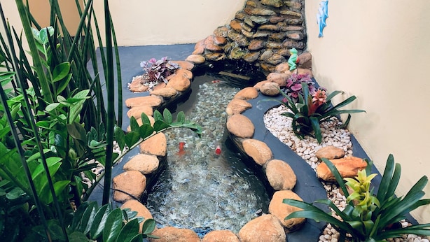 Um pequeno lago retangular com borda de pedra, rodeado por diversas plantas e pedras.