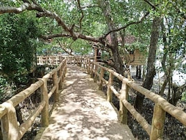Uma ponte de madeira com grades, rodeada por árvores e vegetação.