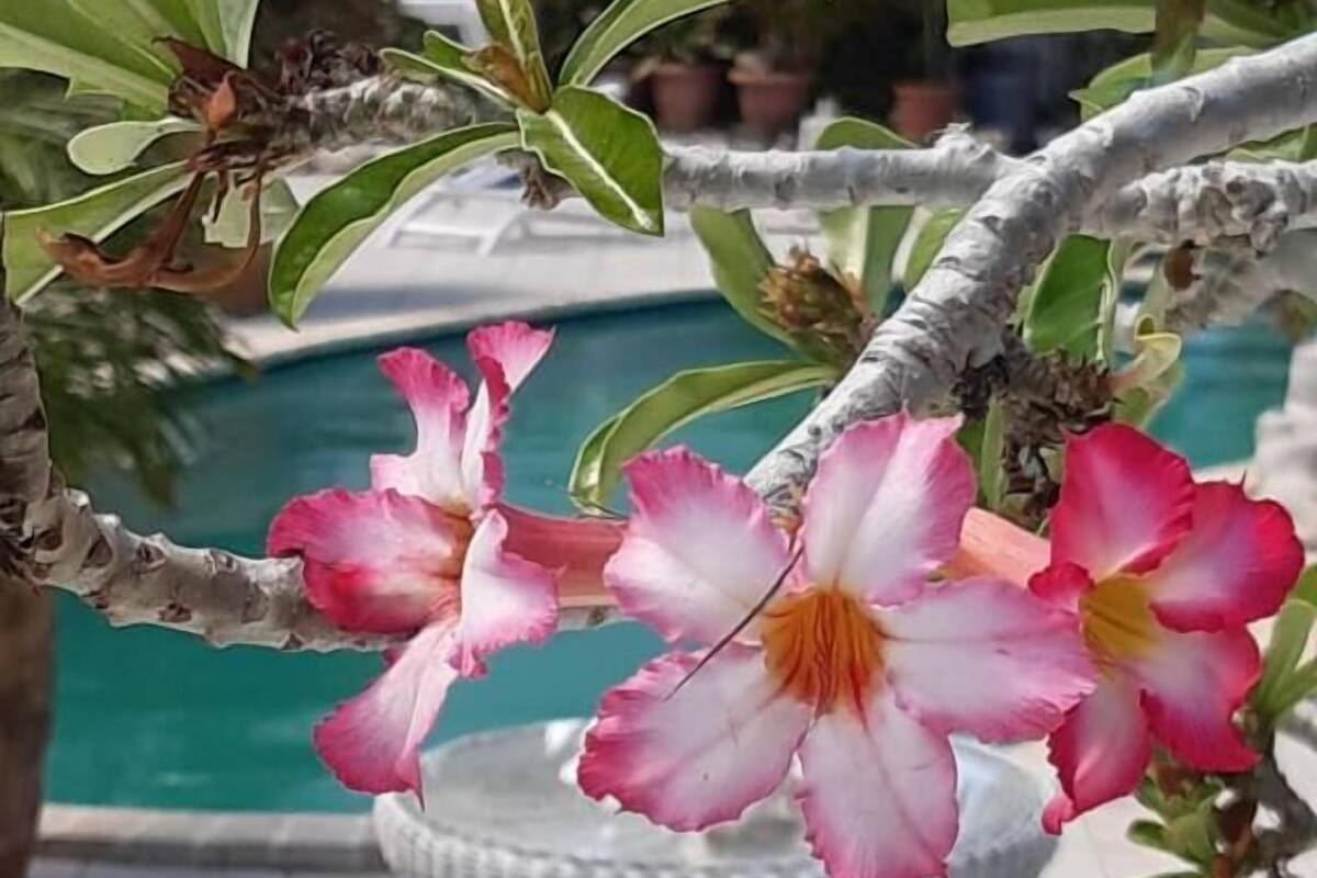 Uma área à beira da piscina com uma fonte decorativa branca, rodeada por vasos de plantas e flores.