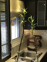 Apartamento Deluxe, 1 quarto | Cozinha privada | Um frigorífico/congelador grande, um micro-ondas, um forno 