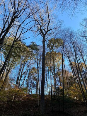 Uma floresta com árvores altas e um céu azul límpido.
