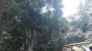 Um espaço ao ar livre com aspecto natural, incluindo uma ponte de madeira, uma rede e um parquinho de madeira.