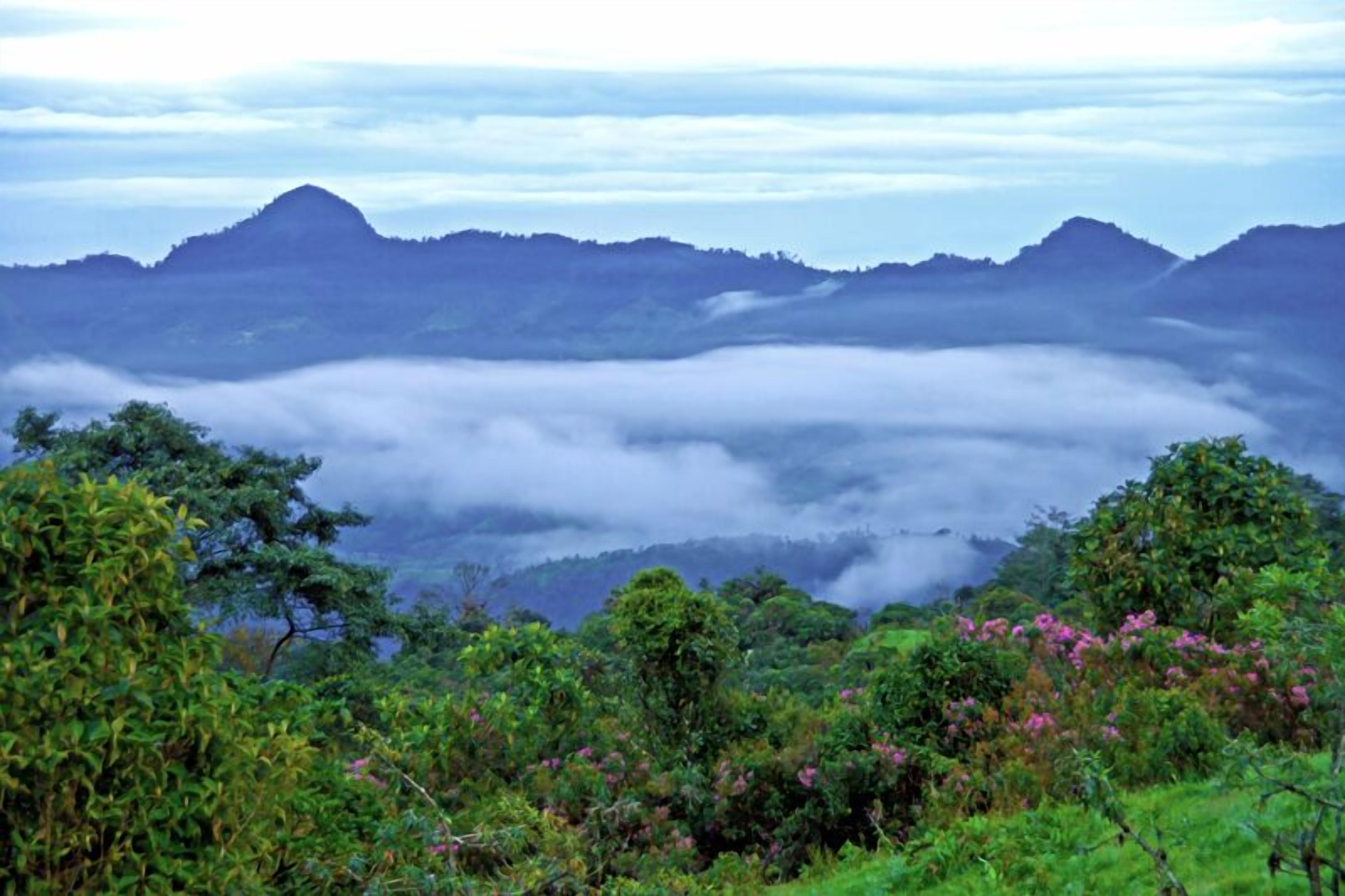 Paisagem montanhosa com vegetação exuberante e flores cor-de-rosa em primeiro plano.