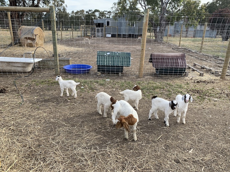 Glamping Tent In A Farm With Lots Of Pets - Murray River