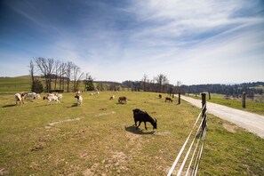 Apartamento luxo (Two bedroom apartment) | Vista do quarto