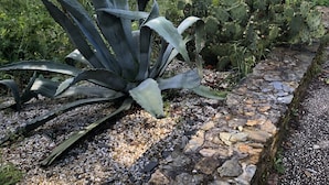 Um jardim com plantas de agave, cactos e um caminho de pedra.
