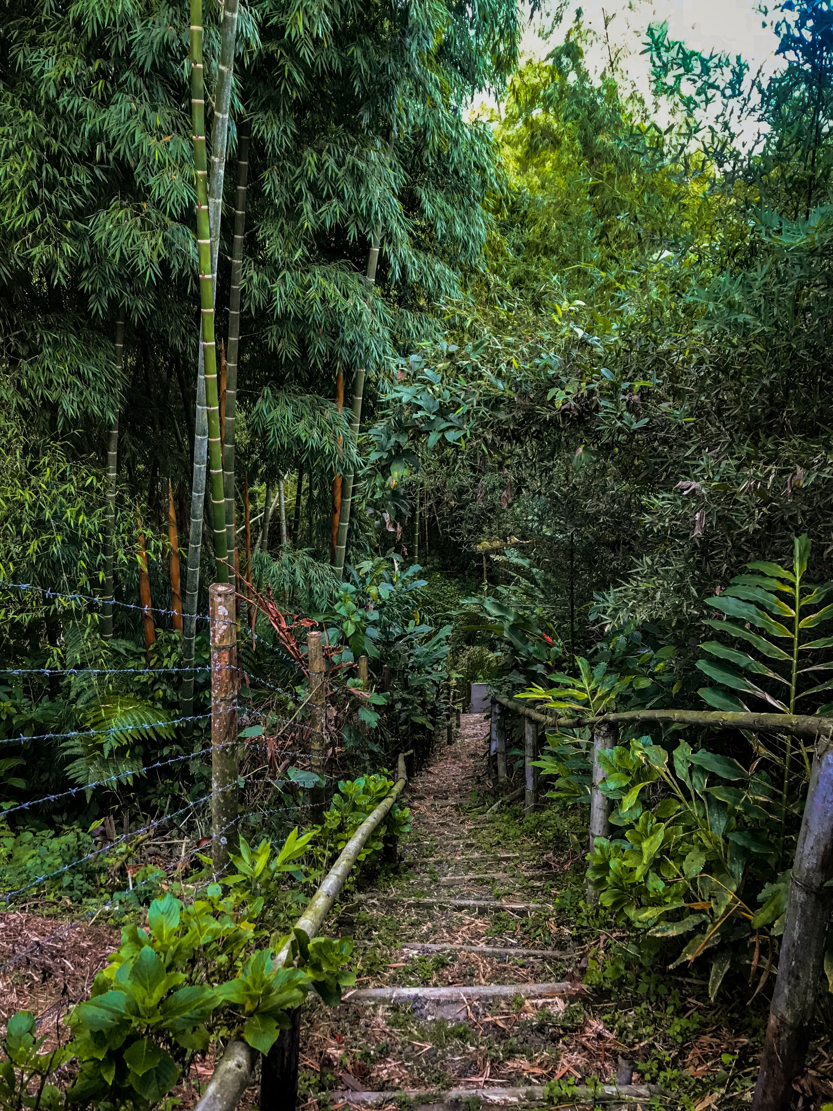 Uma trilha de pedra estreita, cercada por bambu denso e samambaias, que serpenteia por uma área verde e florestada.