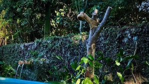 Terraço/pátio