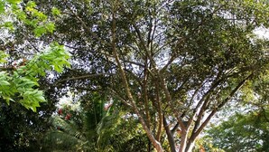 Vista para o resort