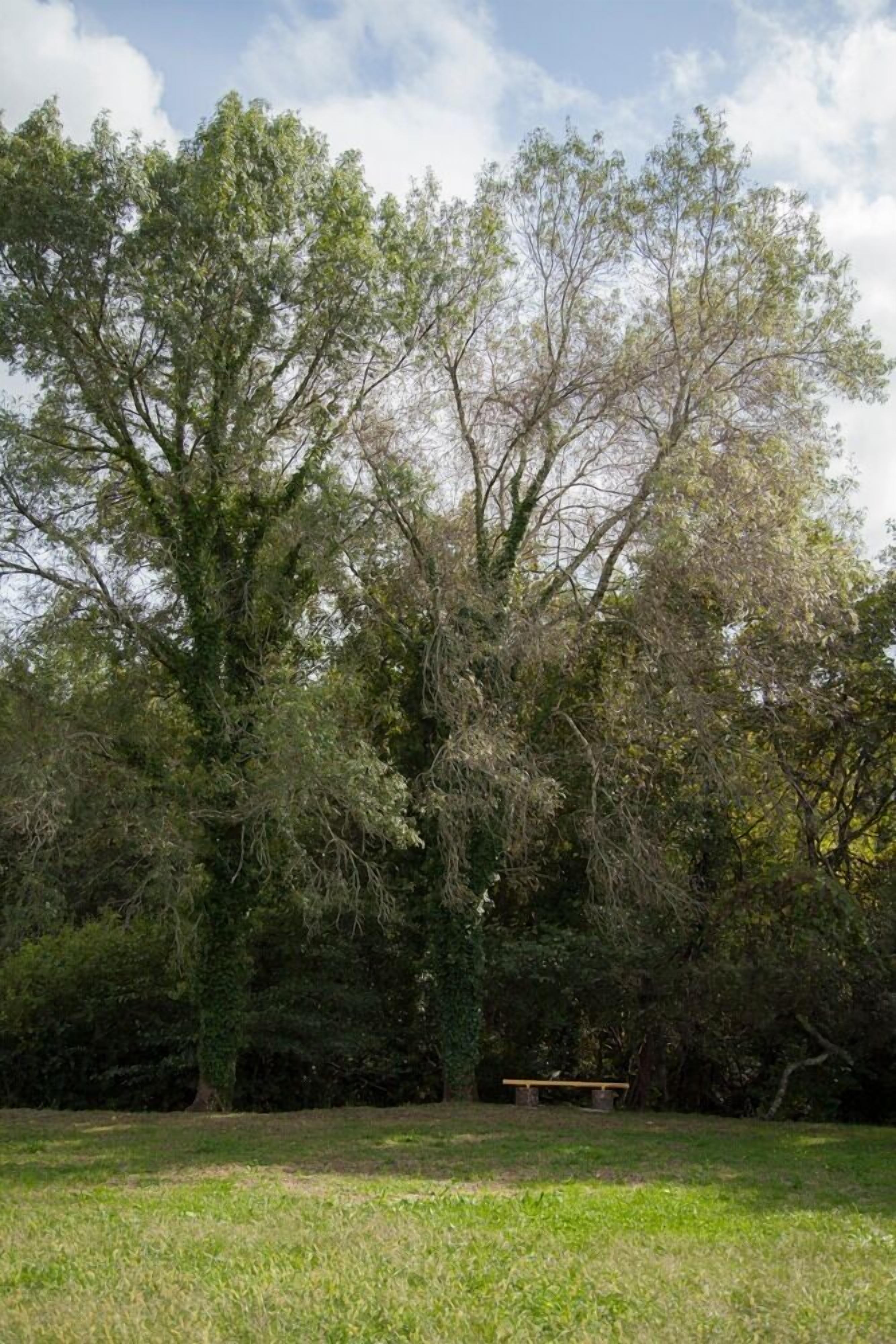 Uma grande árvore em uma área gramada com um banco.