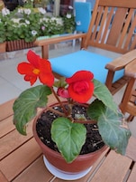 Uma planta com flor vermelha em vaso sobre uma mesa de madeira.
