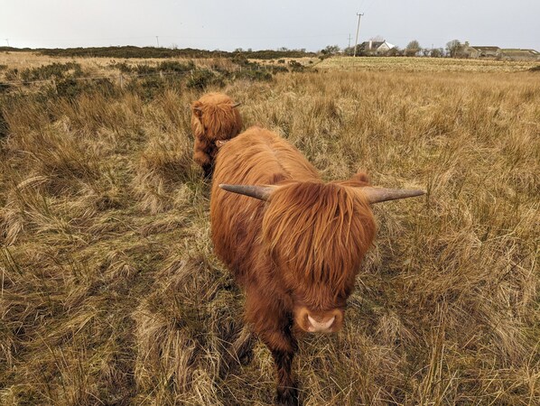 Duas vacas da raça Highland em um campo com grama seca e uma casa ao longe.
