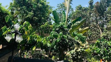 Jardim