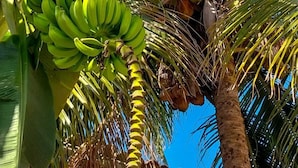 Uma bananeira com bananas verdes e cocos.