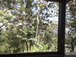 Visão pela janela de uma área arborizada, com árvores altas e folhagem densa.