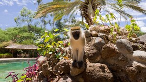 Um macaco sobre uma rocha perto de uma piscina, rodeado por vegetação e uma palmeira.