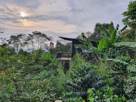 Um jardim exuberante com um deck de madeira e um edifício preto ao fundo.