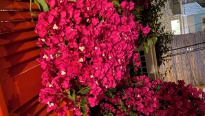Uma varanda com flores vibrantes de bougainvillea rosa, um muro de pedra e um vislumbre de um edifício com varanda ao fundo.
