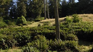Paisagem natural com vegetação densa, árvores altas e céu limpo.
