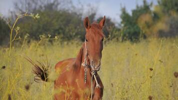 Um cavalo em um campo com grama alta e árvores ao fundo.