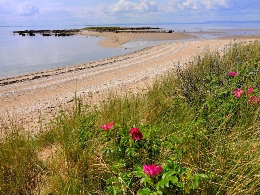 Paisagem costeira com praia de areia, áreas gramadas e flores cor-de-rosa.